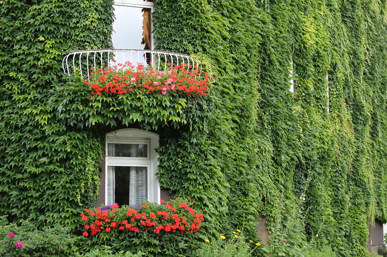 Piante da balcone da regalare: rampicanti e sempreverdi